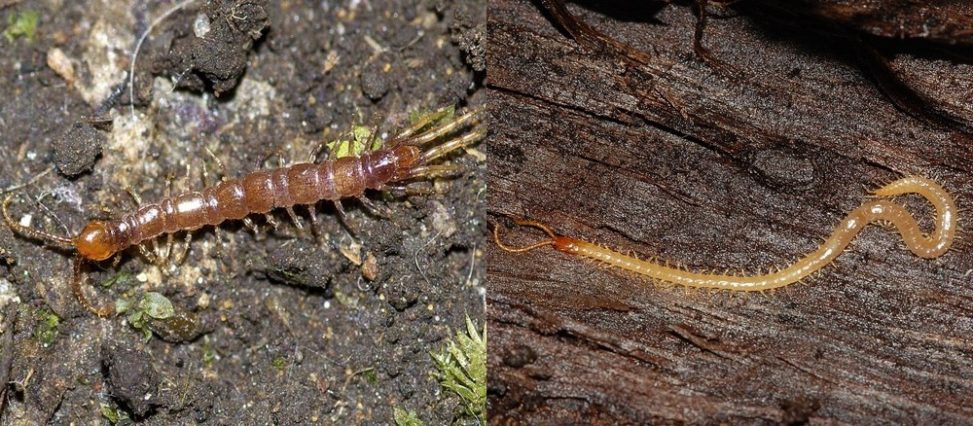 Définition et description des mukade, les mille-pattes japonais