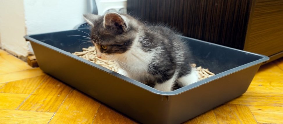 Origine et définition de nekobaba (猫糞), la crotte de chat dissimulée